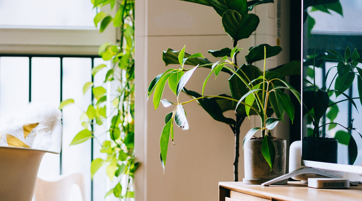 Savvy Living TV Show Hosted by Merilee Kern - TouchPoints ...